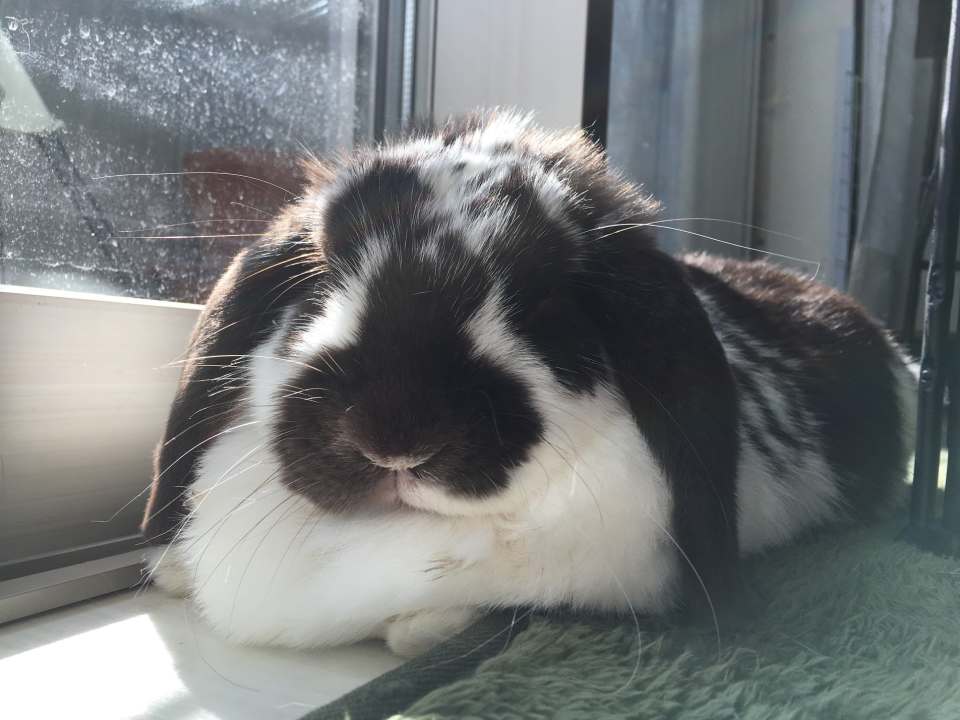 Api Gateway と Lambdaを使ってサーバレスでいい感じのリダイレクト環境を作る Developersio