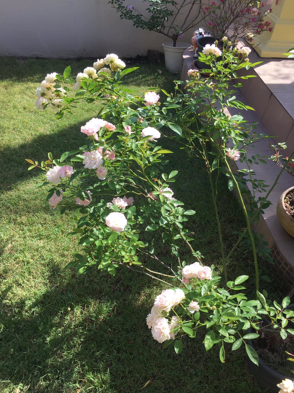 クラスメソッドタイランドにジョインしました。ボーです。 Bo Joined Classmethod | DevelopersIO